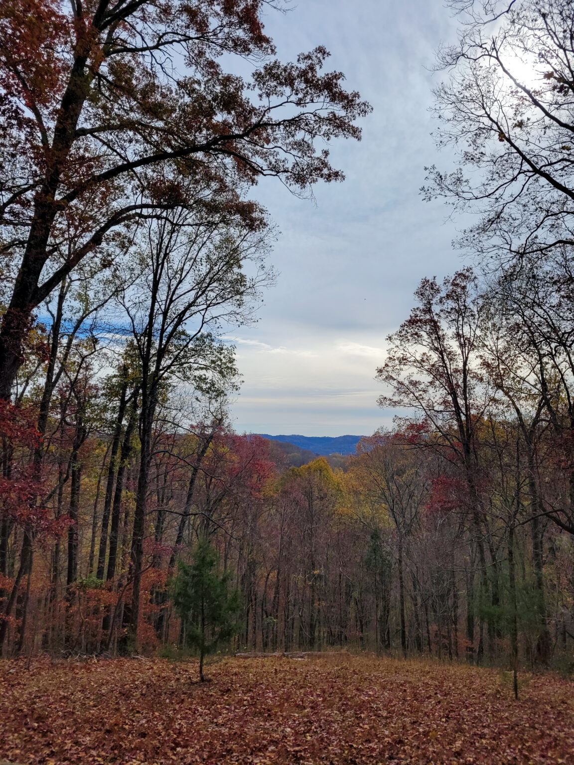 Percy Warner – 5 Rock Solid Hotspots in the Park + Complete Guide to ...